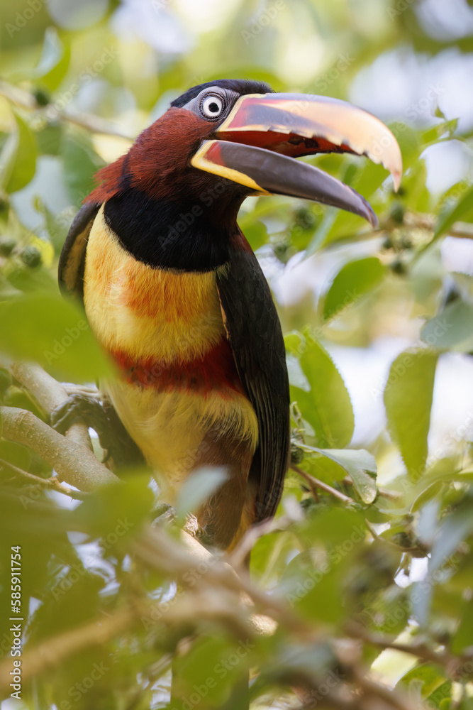 Chestnut Eared Aracari