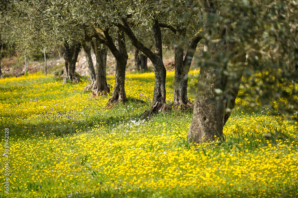 Flowering meadow in traditional plantation of olive trees in spring in ...