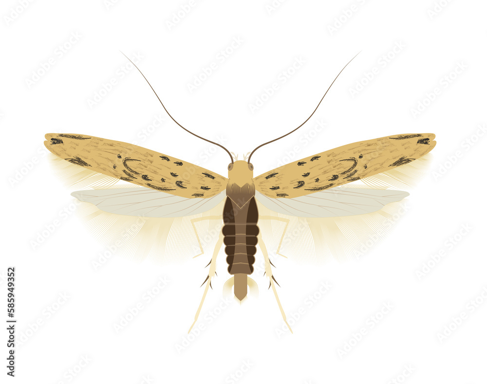 Phthorimaea operculella, also known as potato tuber moth or tobacco ...