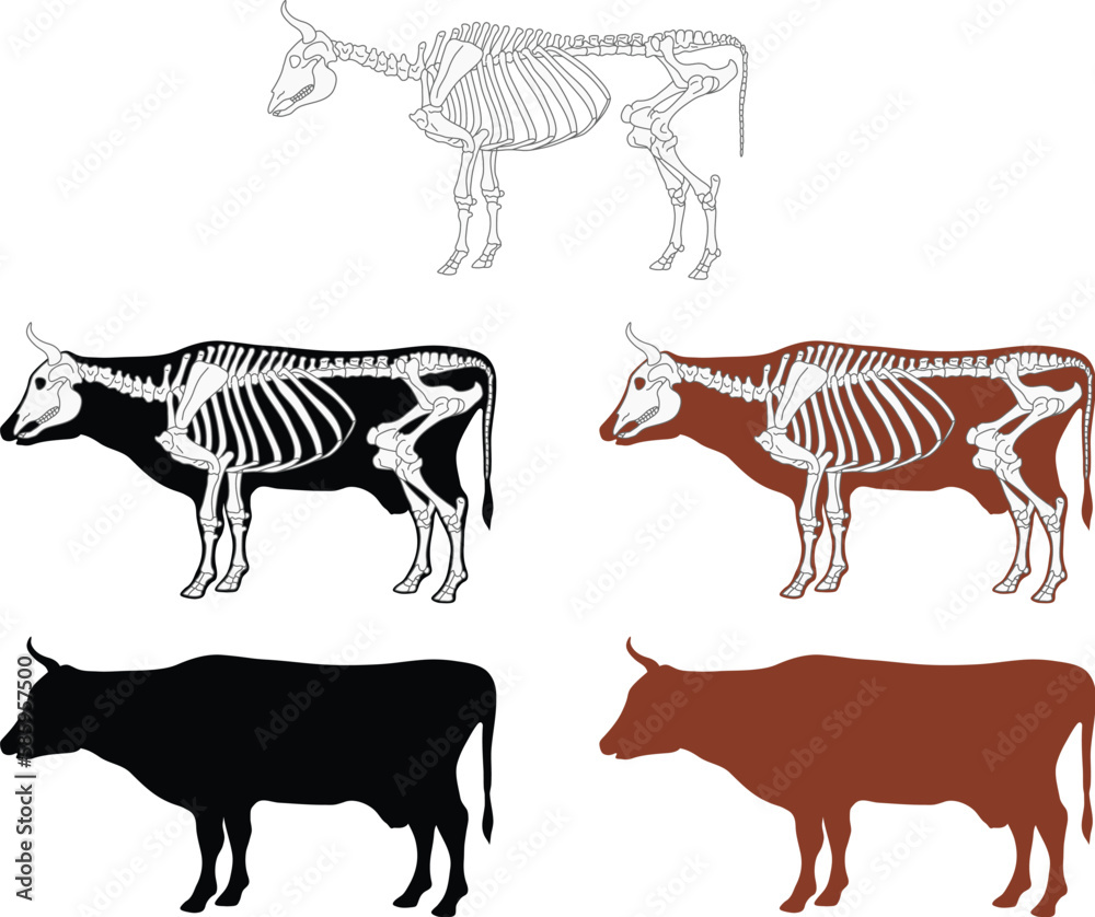 Cow Anatomy and Skeleton Clipart - Outline, Silhouette and Color Stock ...