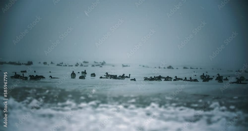 Video Stock Geese Flock Floating in Greenland Icy Arctic Waves during ...