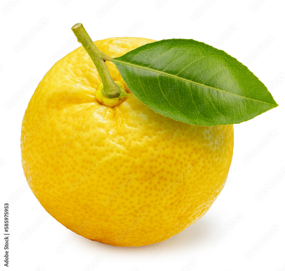Sweet Yuzu Orange fruit isolated on white background, Kochi Yellow Yuzu ...