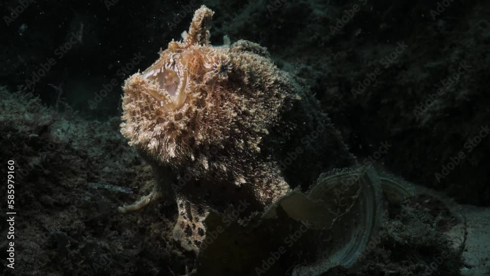 A Frogfish Anglerfish yawning showing unique animal behaviour ...