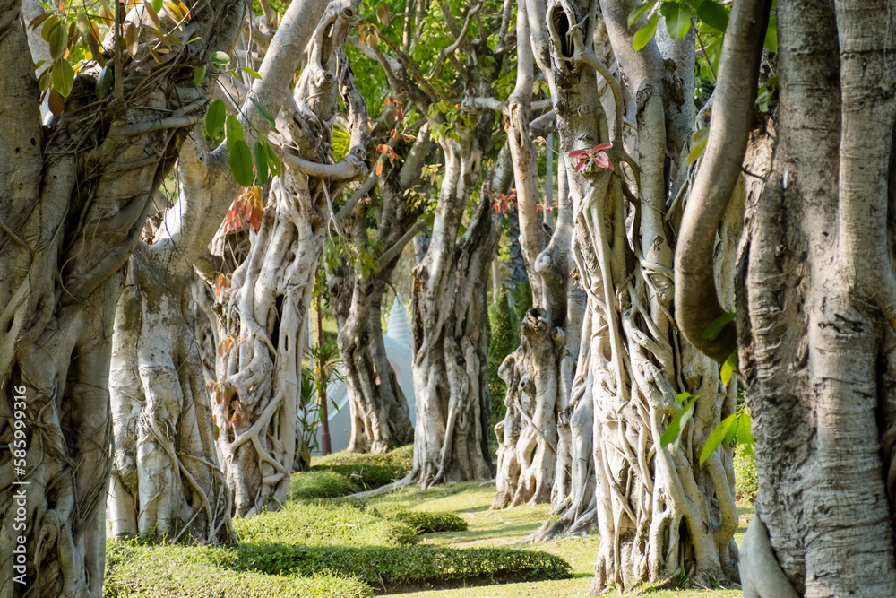 The background image of the Bo tree shows the nature of the trunk, the ...