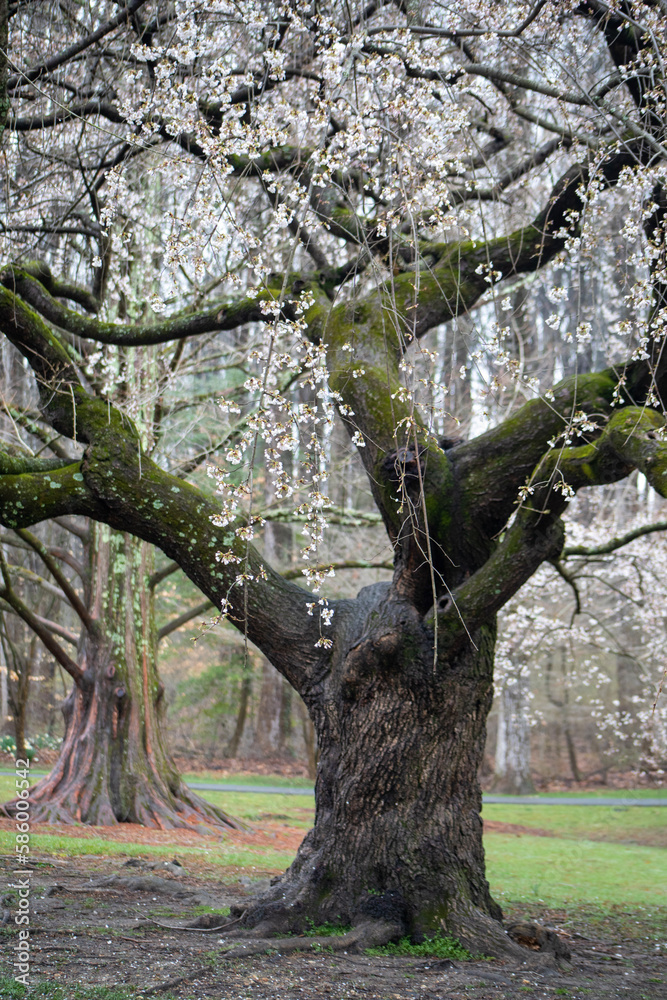 Cherry blossom tree in Brookside Gardens in Wheaton Regional Park ...