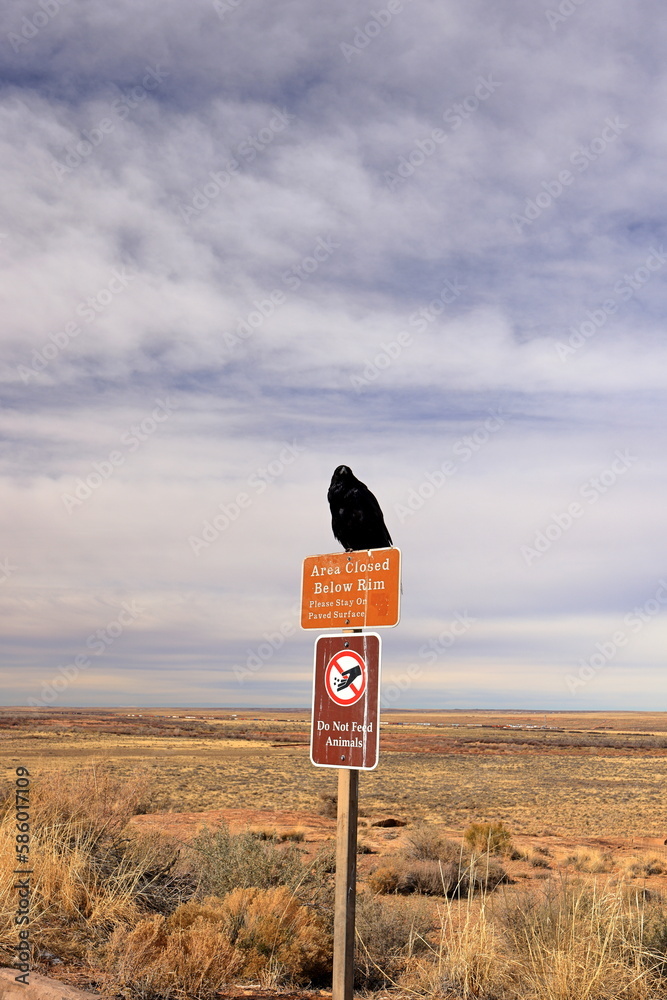 Raven in Petrified Forest National Park, a natural attraction place ...