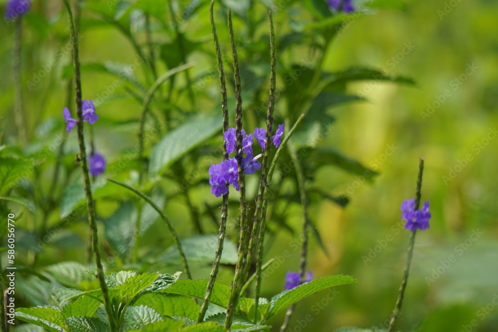Stachytarpheta jamaicensis with a natural background. Also called blue ...