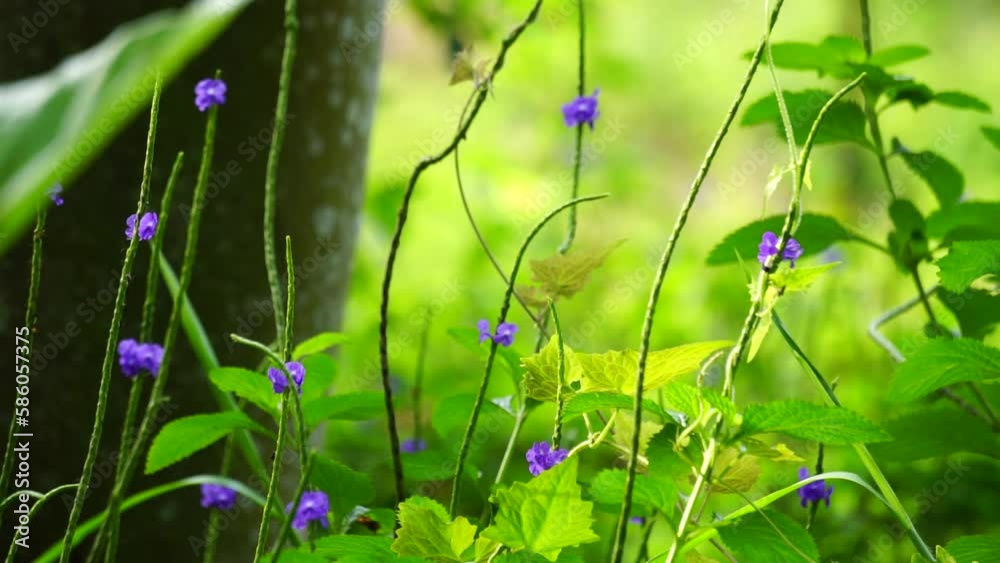 Stachytarpheta jamaicensis with a natural background. Also called blue ...