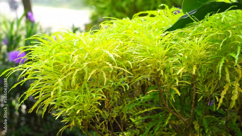Euodia Ridleyi (califa, Golden false aralia, brokoli kuning) plant ...