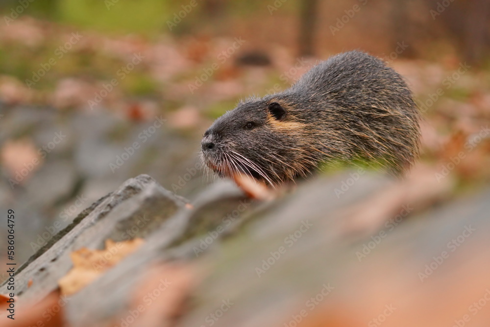 Coypu (Myocastor coypus) in the nature habitat. nutria sitting on the ...