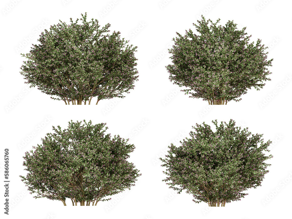 green shrubs tree on transparent background, png plant, 3d render ...