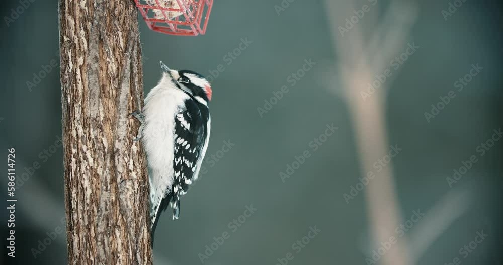 Vidéo Stock Downy Woodpecker Perched on a Forest Tree Hiding from ...