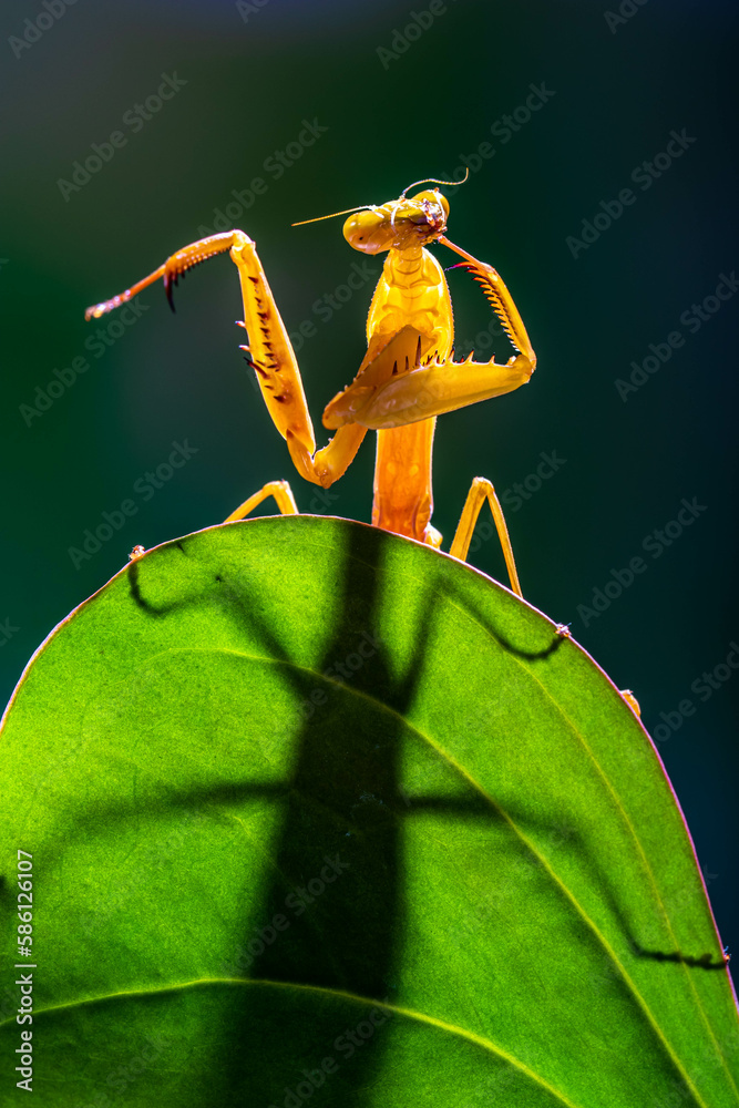 Hierodula membranacea is a large praying mantis, sharing its common ...
