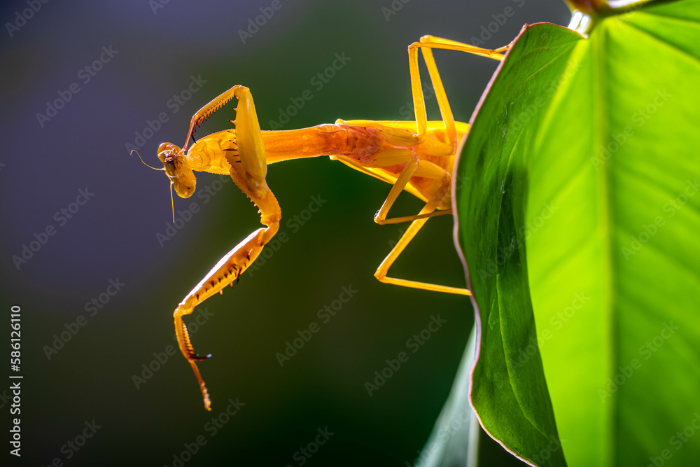 Hierodula membranacea is a large praying mantis, sharing its common ...