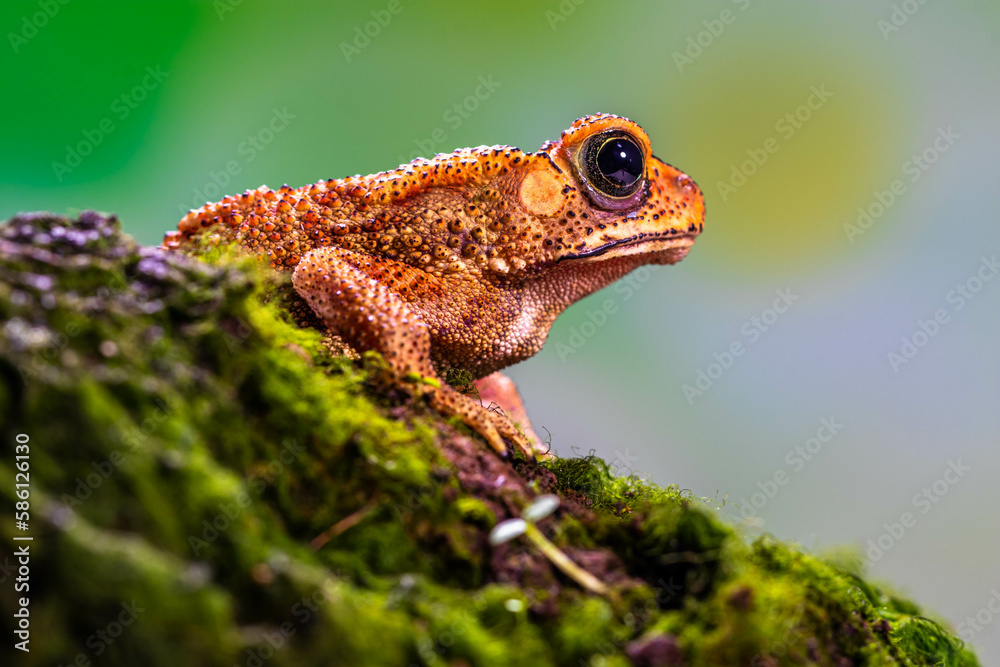 Duttaphrynus melanostictus is commonly called Asian common toad, Asian ...