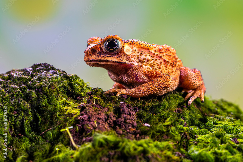 Foto de Duttaphrynus melanostictus is commonly called Asian common toad ...