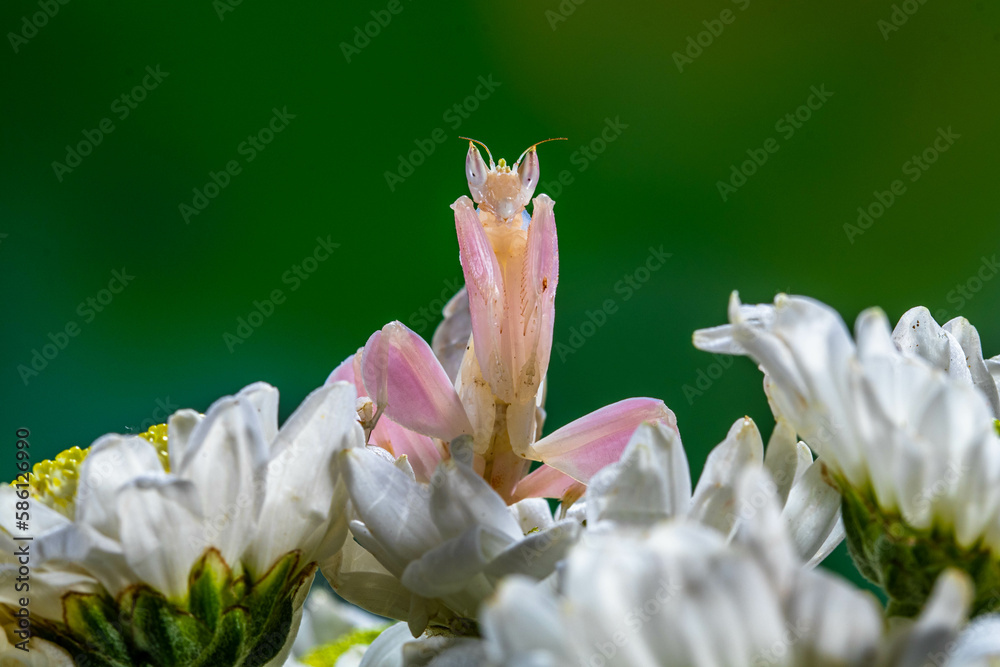 Hymenopus coronatus is a mantis from the tropical forests of Southeast ...