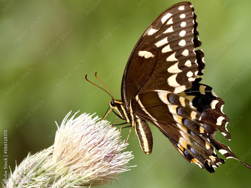 Palamedes Swallowtail Butterfly
