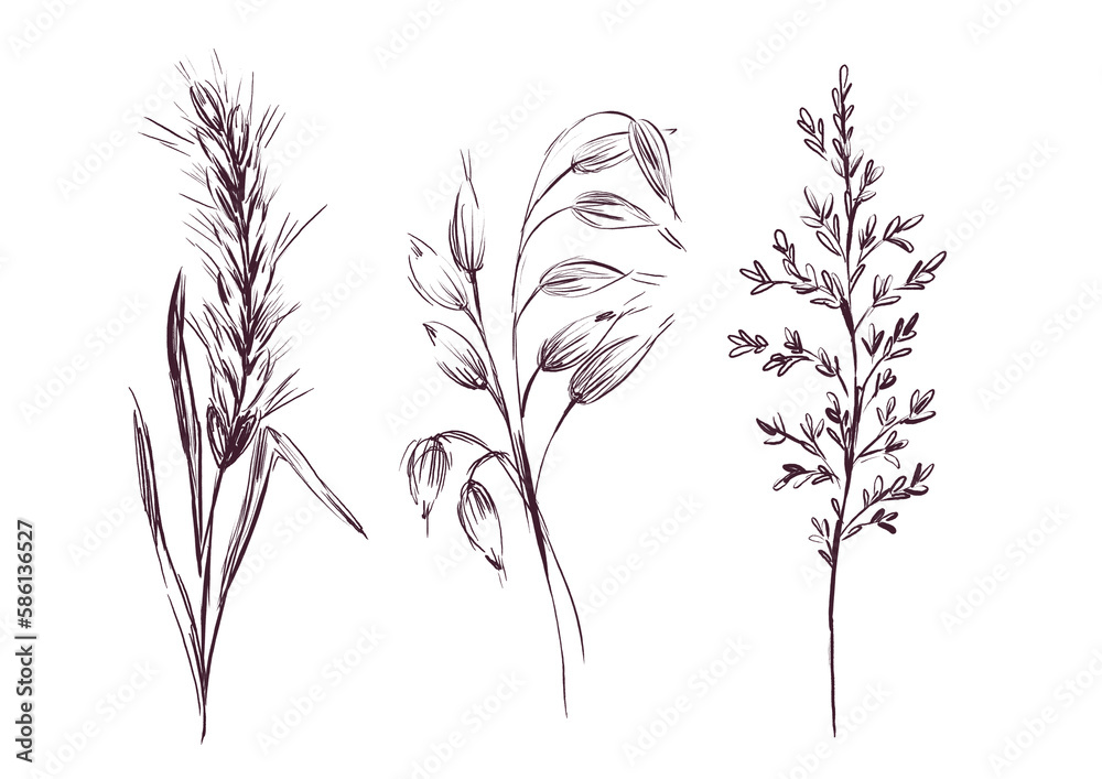 A set of wheat, barley, field plants on a white background. Field ...