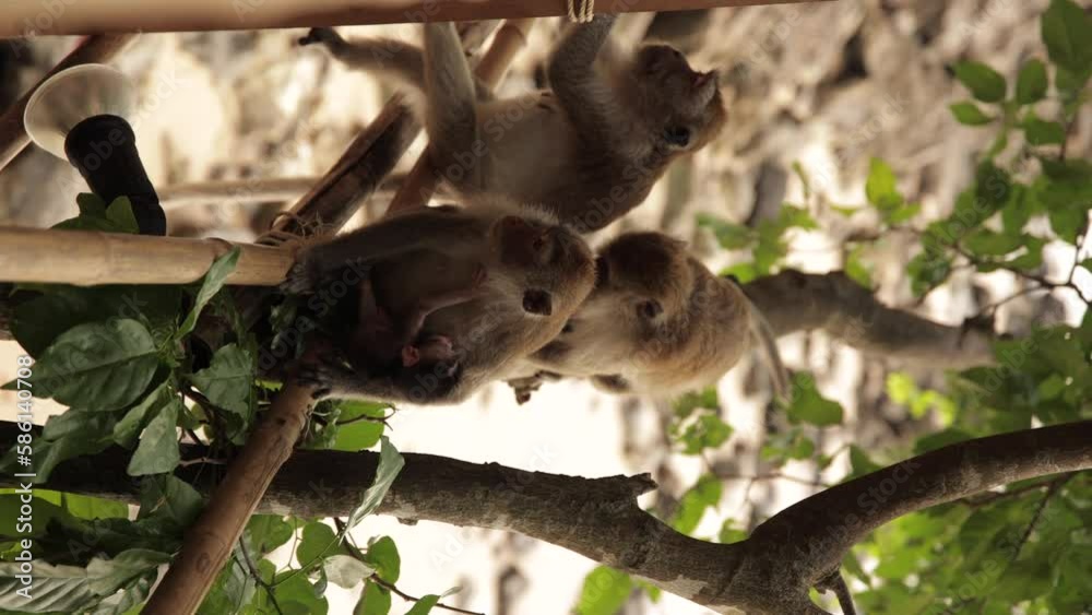 monkey, monkey family, baby monkey, trees, animals. wild animals, love ...