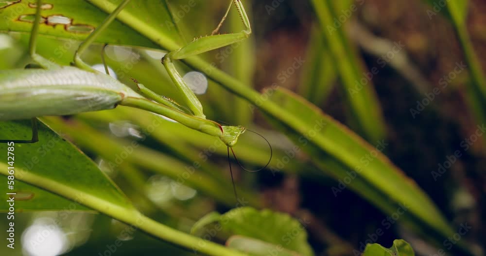 Beautiful close-up shot shows how a giant praying mantis or better ...