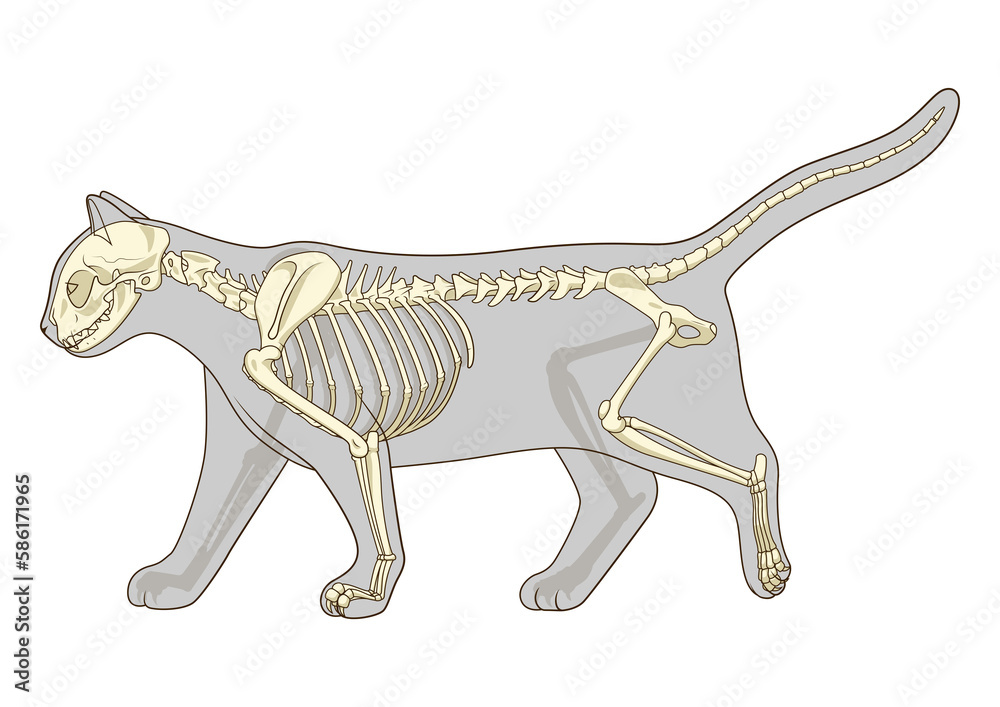 Cat skeleton veterinary PNG illustration with transparent background ...