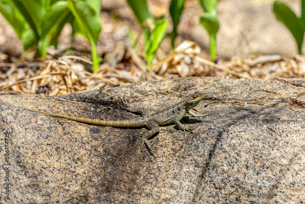 Oplurus quadrimaculatus, the Dumeril's Madagascar Swift or Madagascar ...