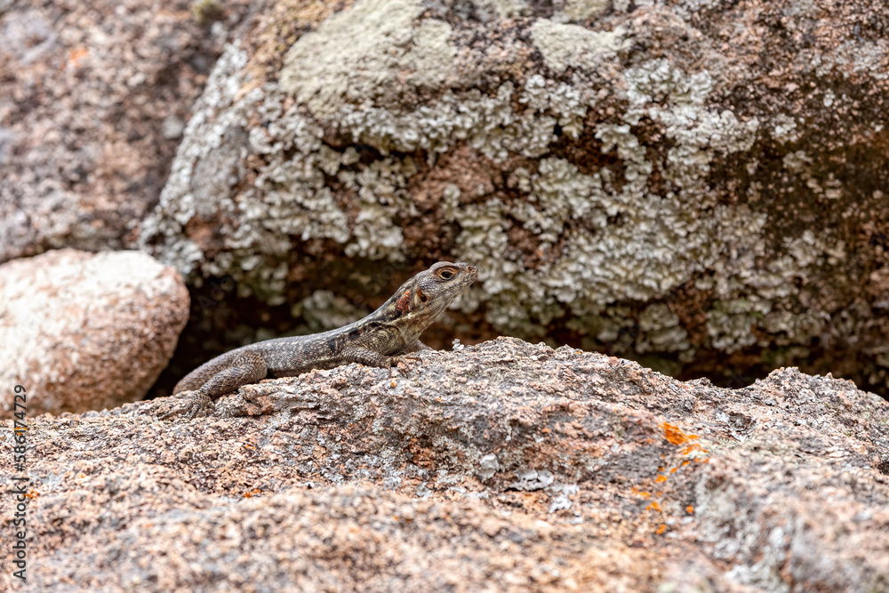 Oplurus quadrimaculatus, the Dumeril's Madagascar Swift or Madagascar ...