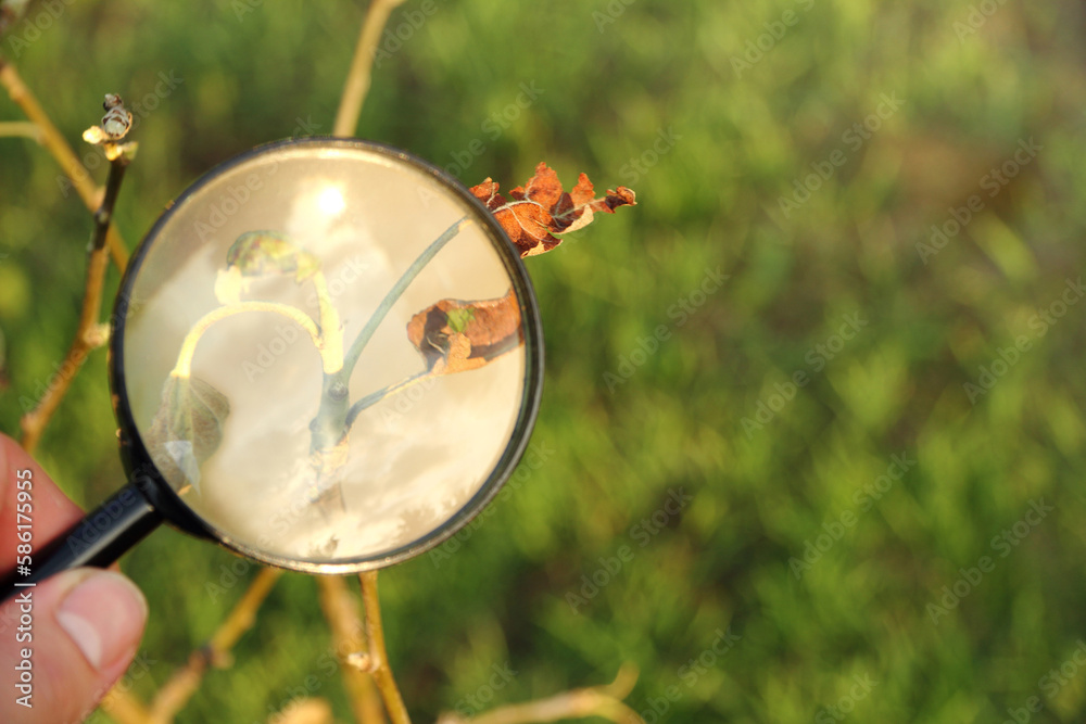 withered leaves of a fruit tree seedling against the background of a ...