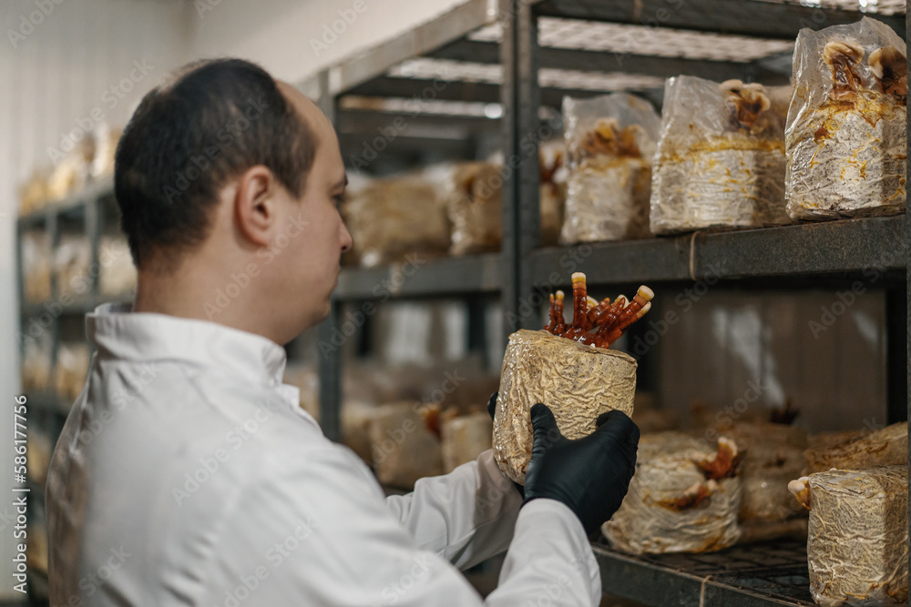A mycologist from a mushroom farm grows Ganoderma lucidum mushrooms a ...