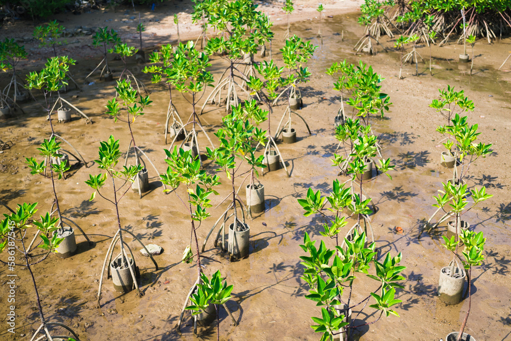 Young trees in the mangrove forest, Mangroves trees in Thailand Stock ...