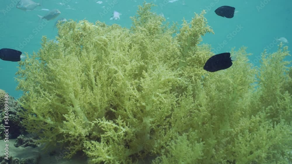 Soft coral Yellow Broccoli or Broccoli coral (Litophyton arboreum) on ...