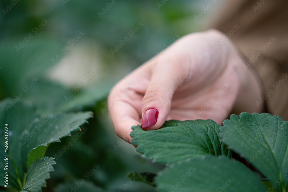 Young woman hand examining strawberry leaves for strawberry leaf spot ...