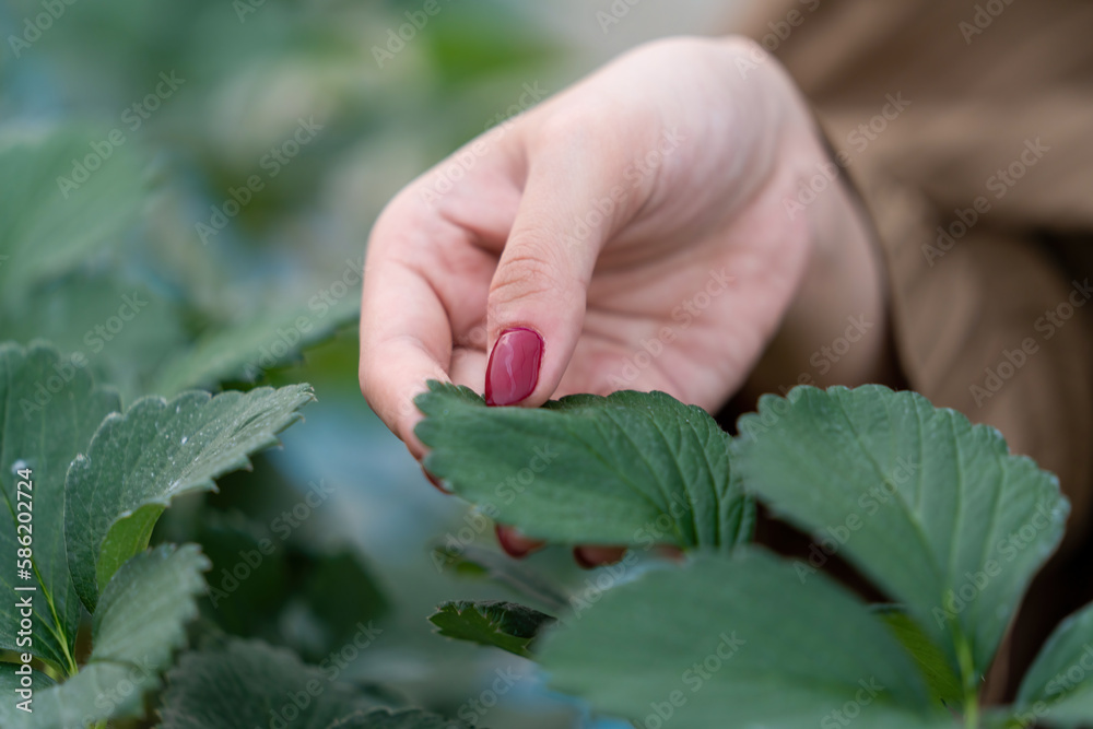 Young woman hand examining strawberry leaves for strawberry leaf spot ...