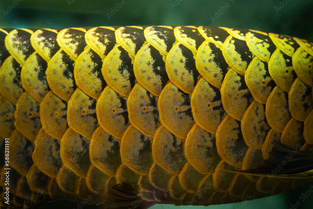 Beautiful scales on the sides of the body of the Asian Golden Arowana ...