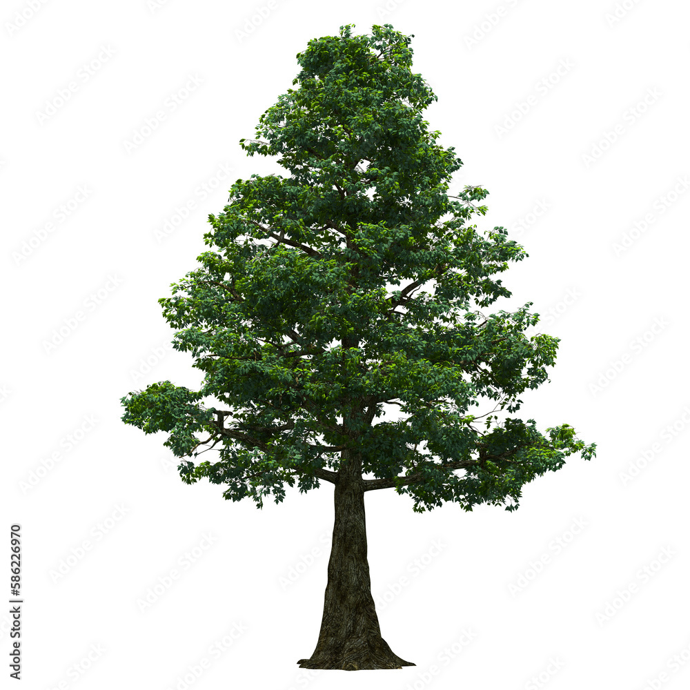 Real Tree Cliparts, tree overlays png, Realistic Look Green Tree ...