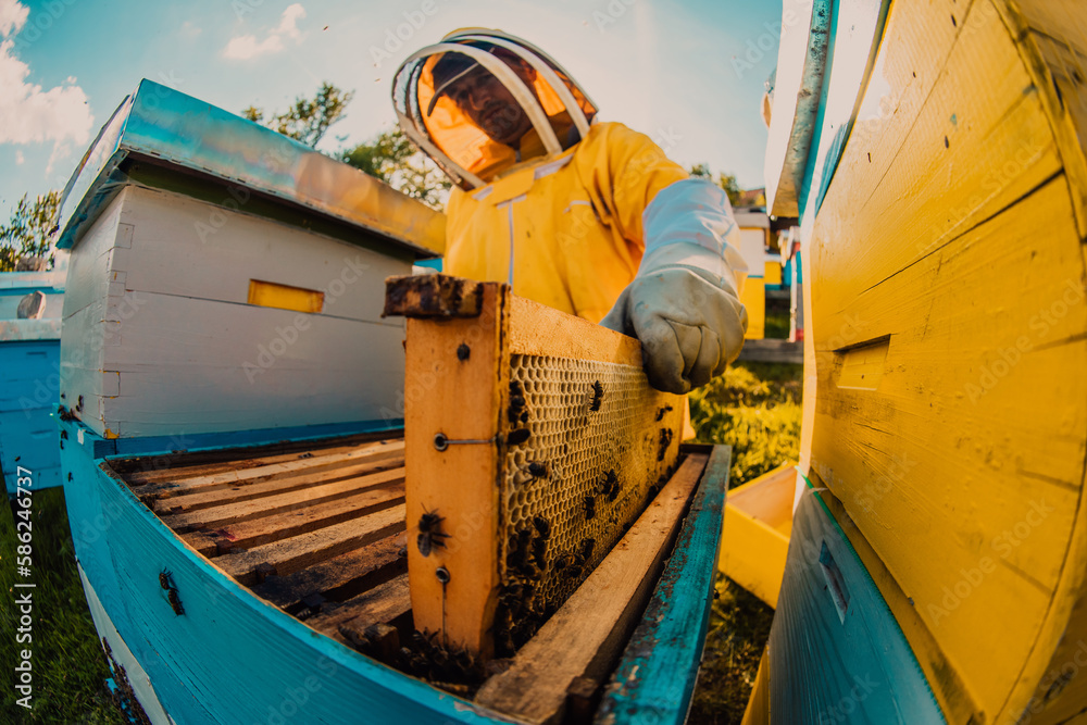 Beekeeper checking honey on the beehive frame in the field. Small ...