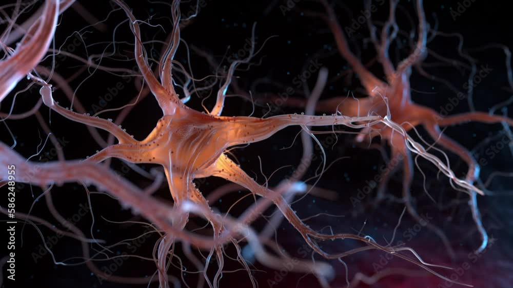 Neurons also known as neurones or nerve cells. Neurons transmit ...