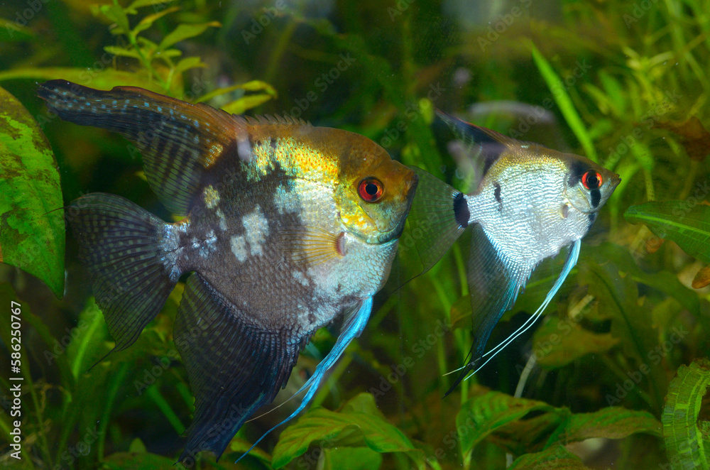 Pet bright coloured fish Pterophyllum scalare, angelfish or freshwater ...