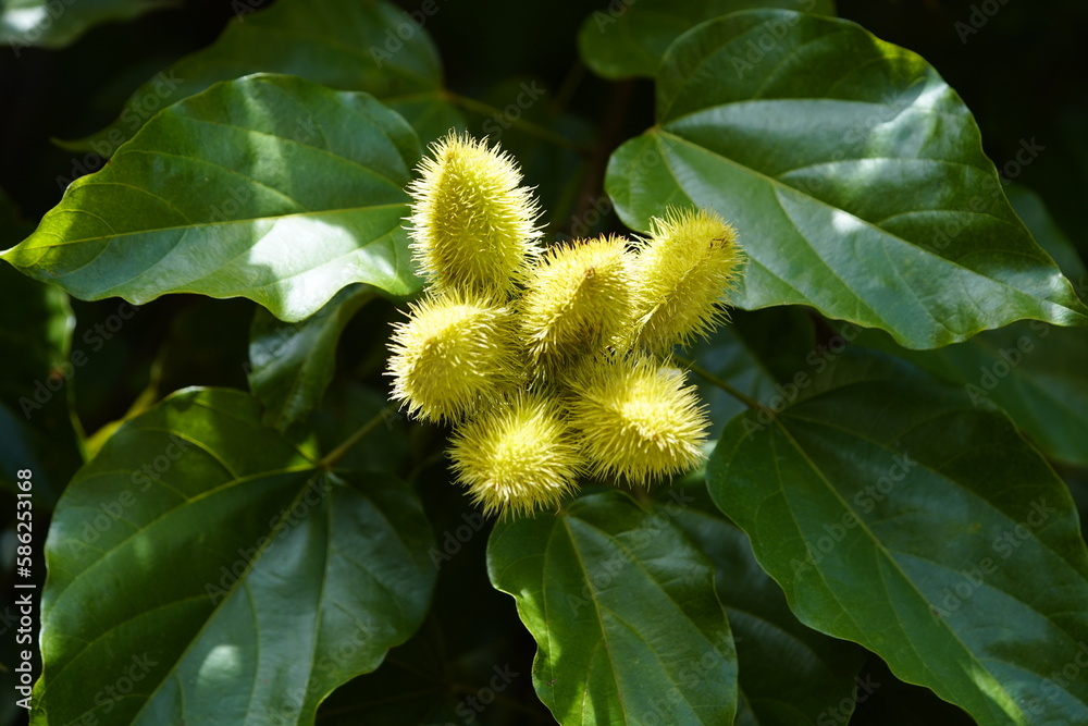 Bixa orellana, also known as achiote, is a shrub native to Central ...