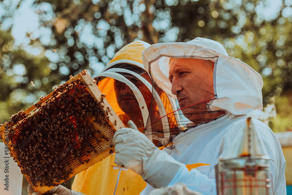 Beekeepers checking honey on the beehive frame in the field. Small ...