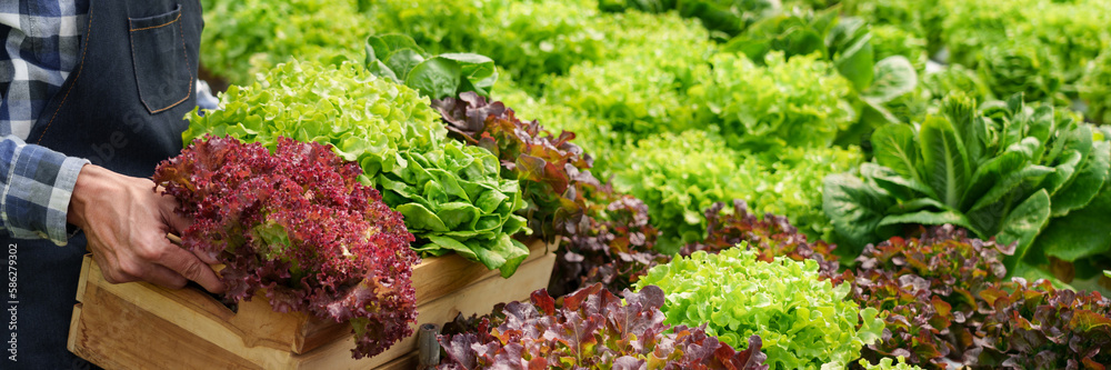 Stockfoto happy farmer hand picking fresh salad in the salad growing ...