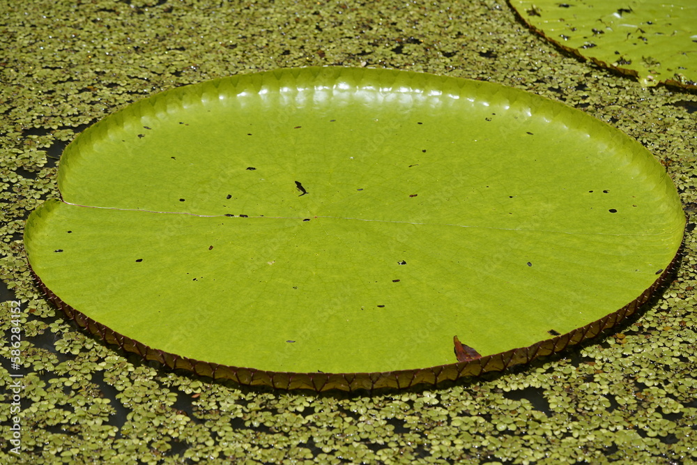Victoria amazonica leave also called Victoria regia is a species of ...