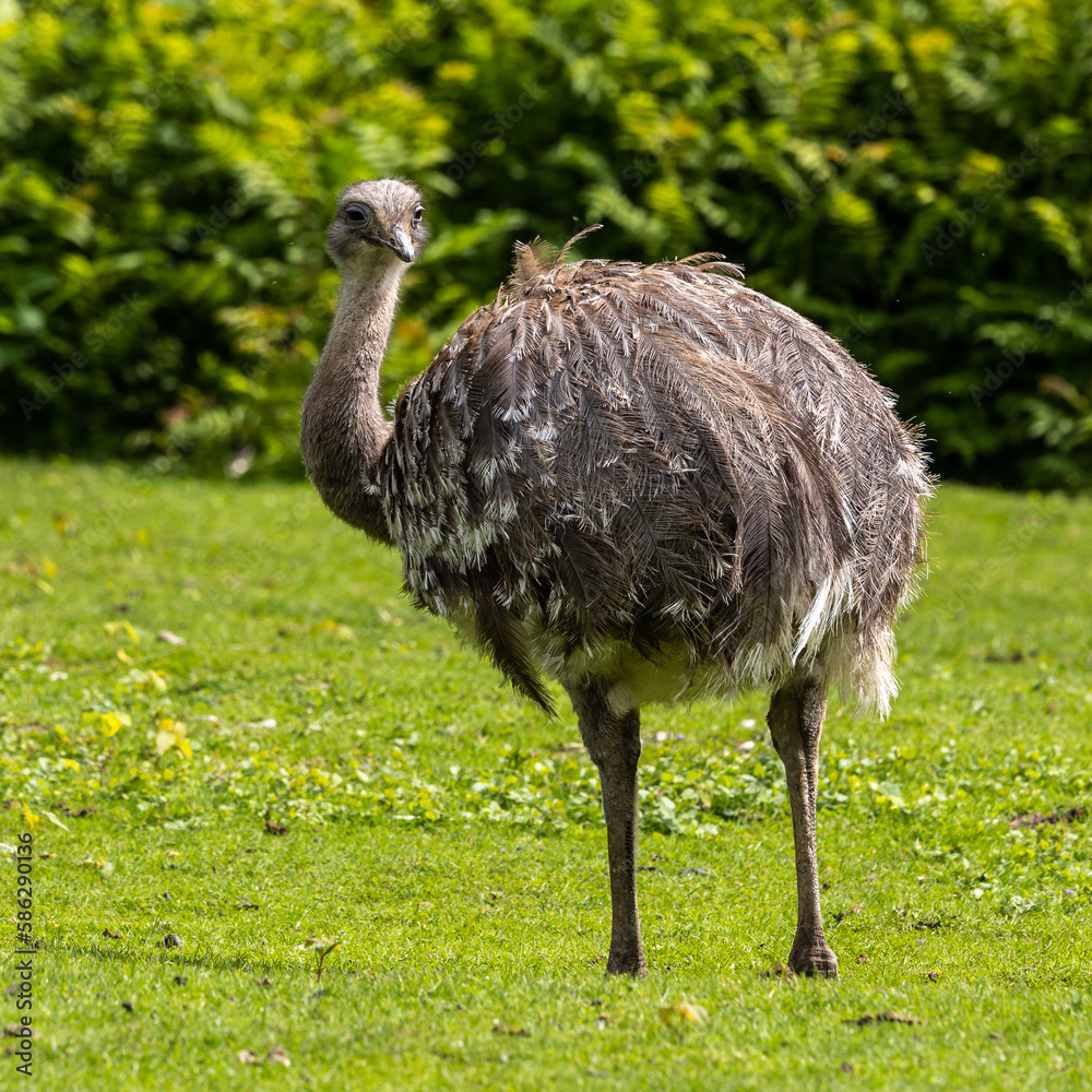 Darwin's rhea, Rhea pennata also known as the lesser rhea. Stock Photo ...