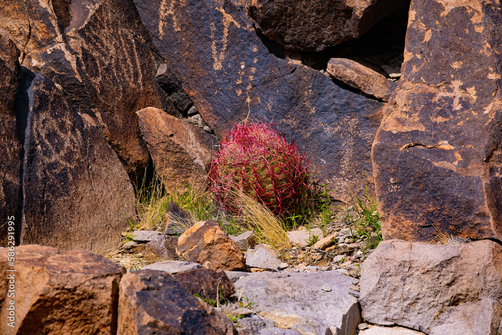Barrel Cactus amoung Ancient Native American Petroglyphs etched on ...