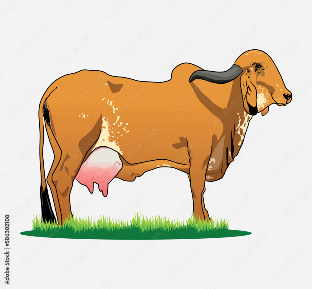 Vaca Gir Leiteira Stock Vector | Adobe Stock