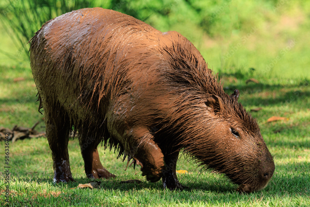 Foto de Capivara coberta de lama para se refrescar em tarde quente do ...