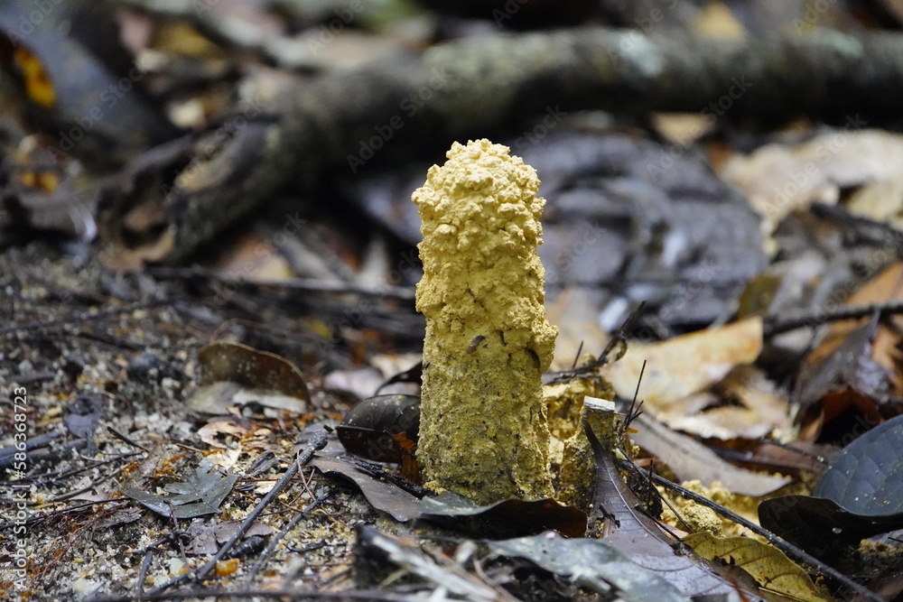 House of a cicada. The cicadas are a superfamily, the Cicadoidea, of ...