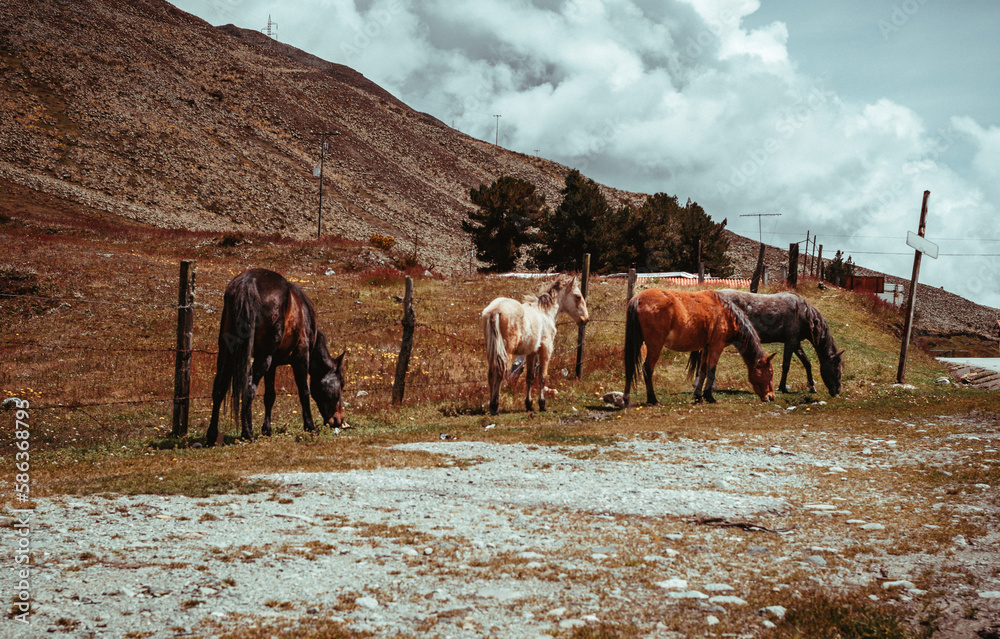 Free brown and white horses, grazing at the foot of the mountains of ...