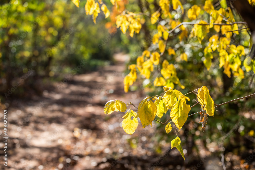 Autumn in the Brazilian Dry Forest - Mata Seca - Caatinga Arbórea ...